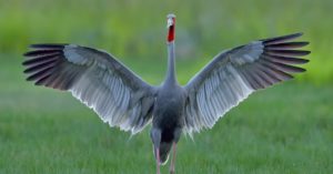 Animal Forms In Tai Chi | Eastern Counties Tai Chi Academy
